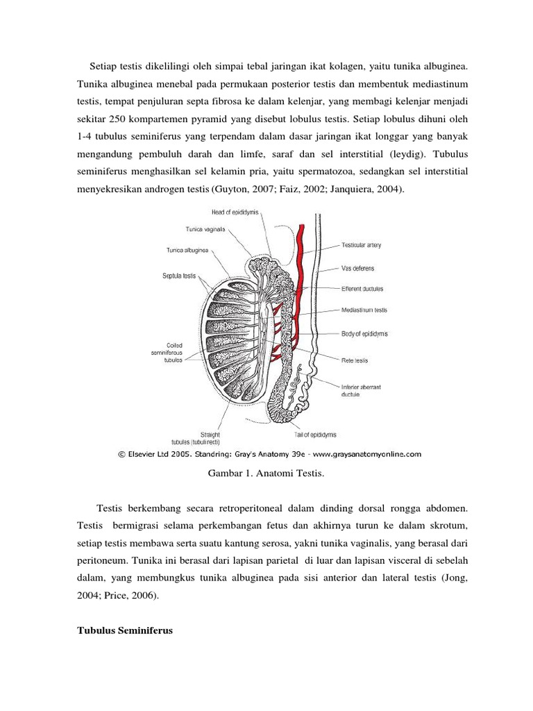 Anatomi Dan Hidtologi Testis | PDF