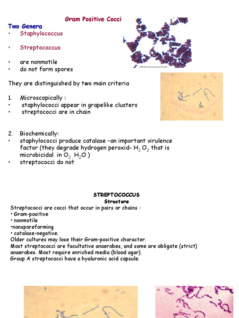 Gram Positive Cocci: Two Genera | PDF | Streptococcus | Immunology