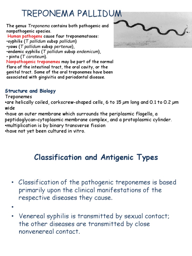Treponema Pallidum: Human Pathogens | PDF | Infection | Immune System