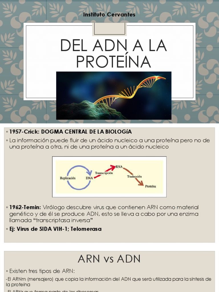 Del ADN A La Proteína | PDF | Rna | Ribosoma