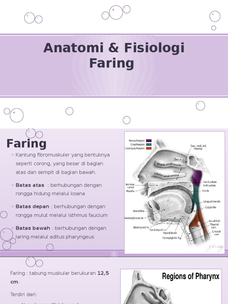 Anatomi Fisiologi Faring | PDF