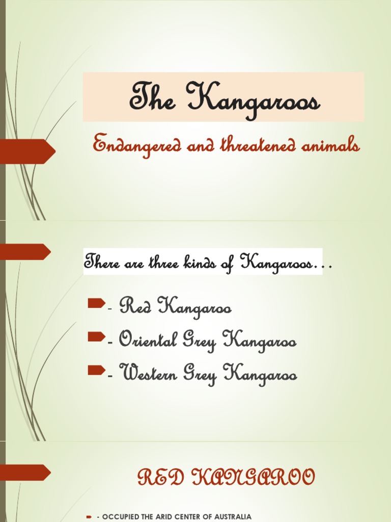 The Kangaroos PDF Powerpoint | PDF | Home & Garden