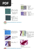 Atlas Sedimen Urine dan Kristal | PDF