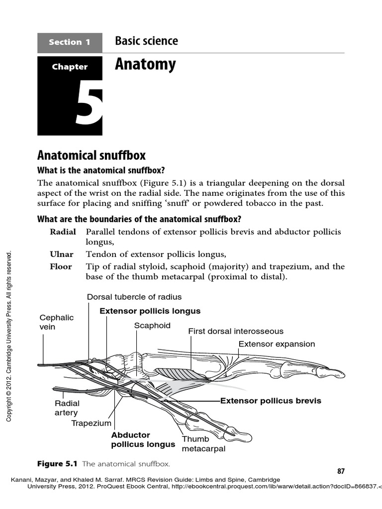 MRCS Revision Guide Limbs and Spine - (Chapter 5 Anatomy) | PDF | Human ...