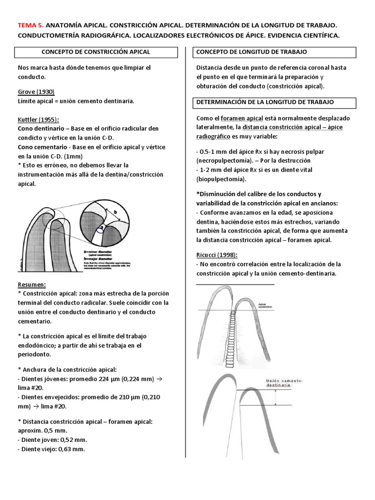 Tema 5. Anatomía Apical. Constricción Apical. Conductometría ...