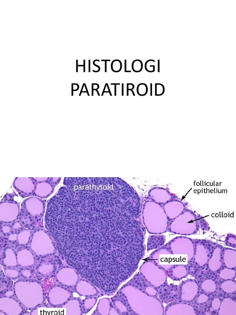 HISTOLOGI Paratiroid | PDF