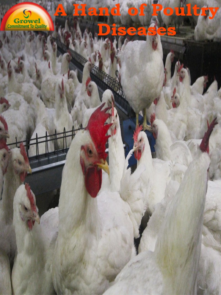 Poultry Diseases Handbook | PDF | Avian Influenza | Infection