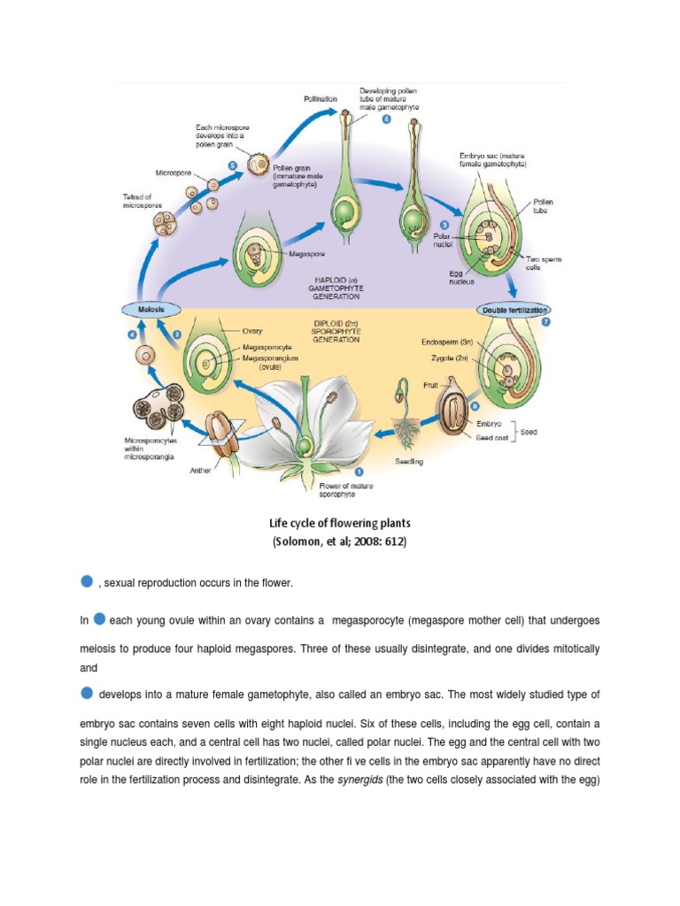 Life Cycle of Flowering Plants | PDF | Fertilisation | Biological ...