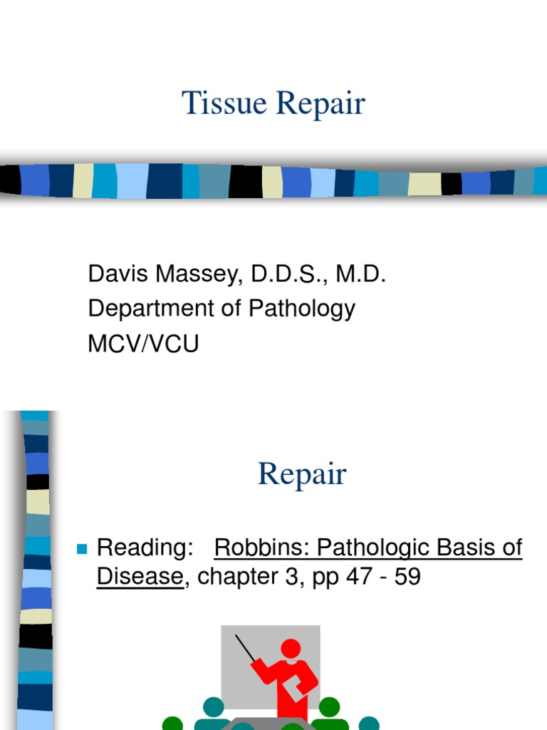 Repair, Power-Point Bhs - Inggris | PDF | Extracellular Matrix | Wound ...