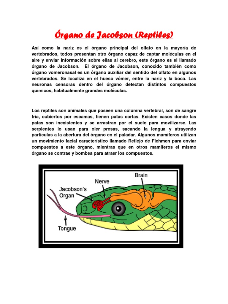 Órgano de Jacobson | PDF | Serpiente | Zoología