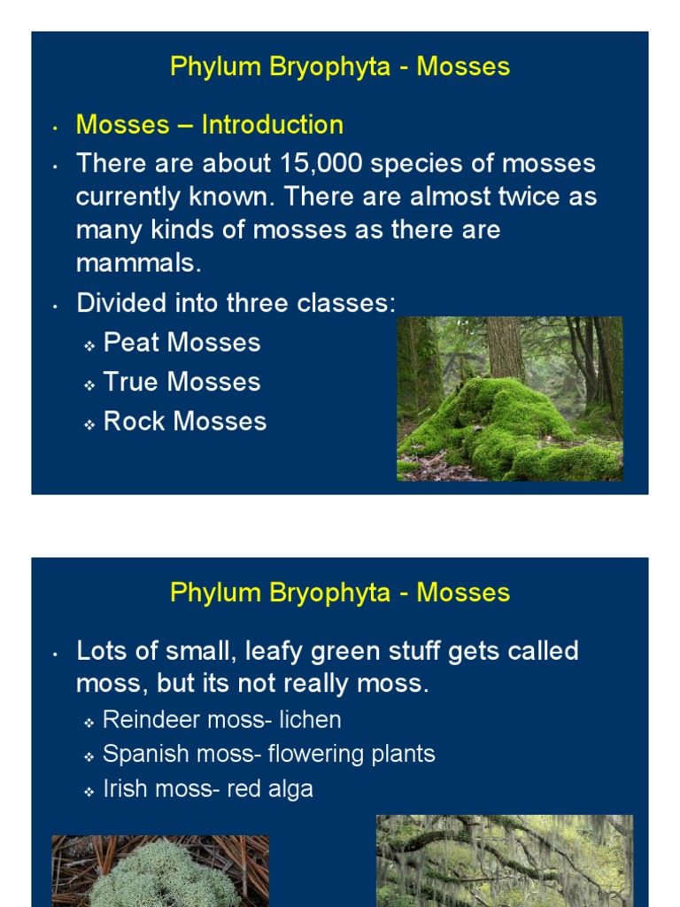 Part 3 | PDF | Moss | Organisms
