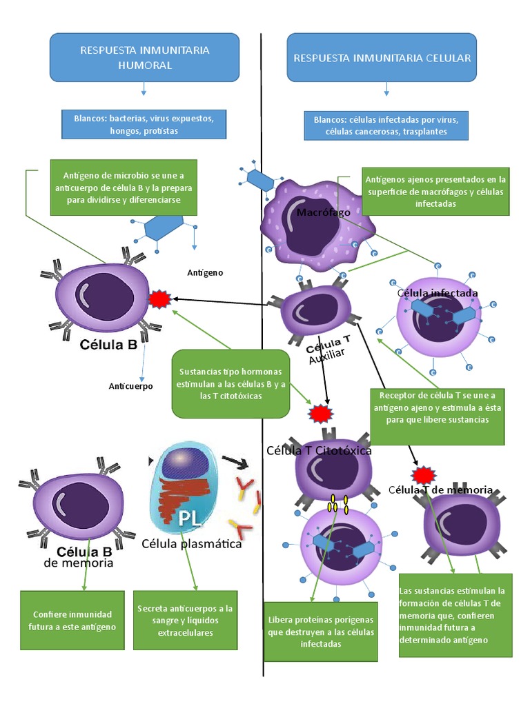 Inmunidad Celular Vs Inmunidad Humoral | PDF | Sistema inmune | Antígeno