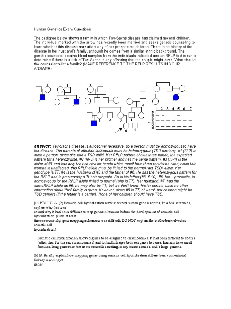 Human Genetics Exam Questions | PDF | Zygosity | Genotype