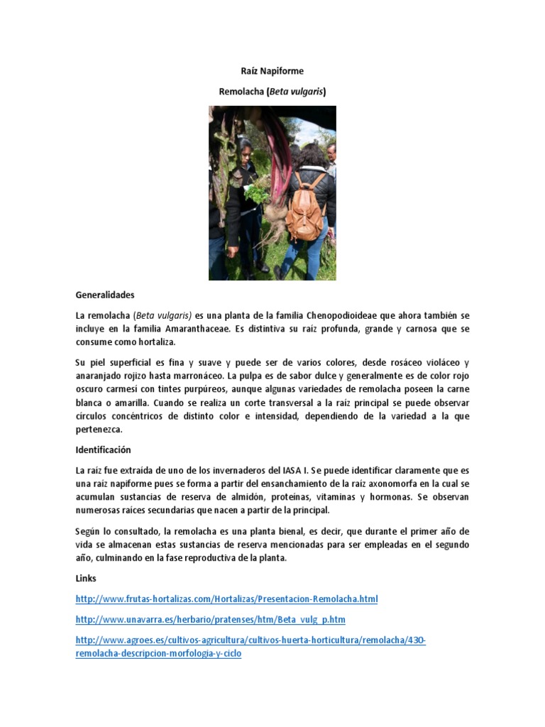Características de la raíz napiforme en remolacha | PDF | Raíz | Alimentos