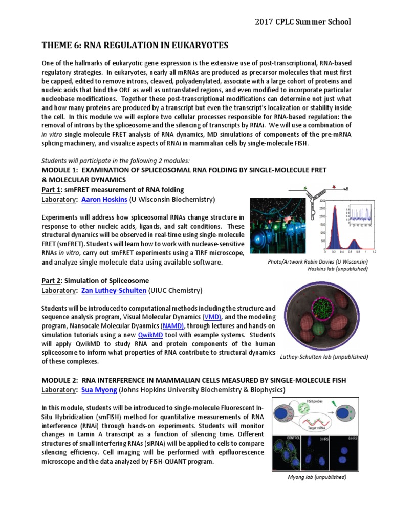 Theme 6 RNARegulationin Eukaryotes | PDF | Rna Interference | Rna
