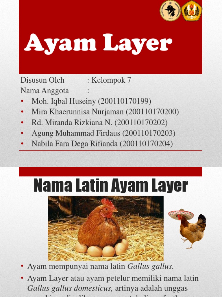 Karakteristik dan Manfaat Ayam Layer | PDF | Kesehatan Holistik