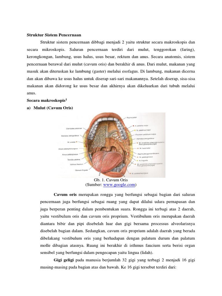 Struktur dan Fungsi Organ Mulut | PDF | Kajian Bahasa Asing | Sains & Matematika