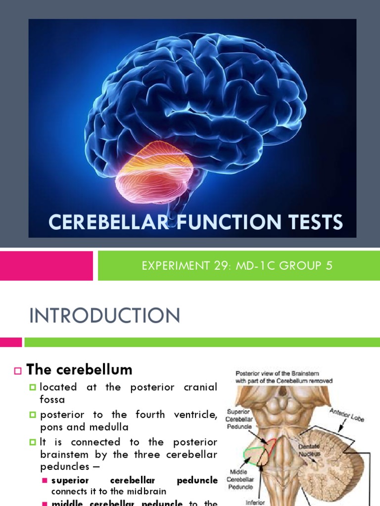 Cerebellar Function Tests: Experiment 29: Md-1C Group 5 | PDF ...