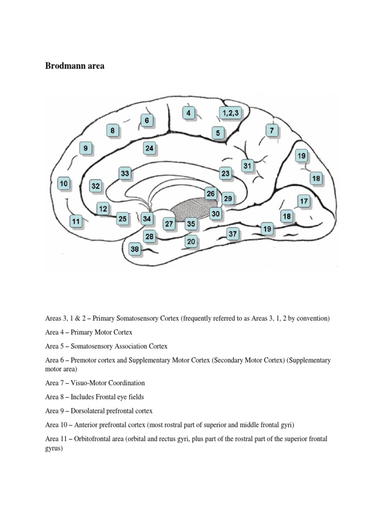 Brodmann Areas | PDF | Cingulate Cortex | Visual Cortex