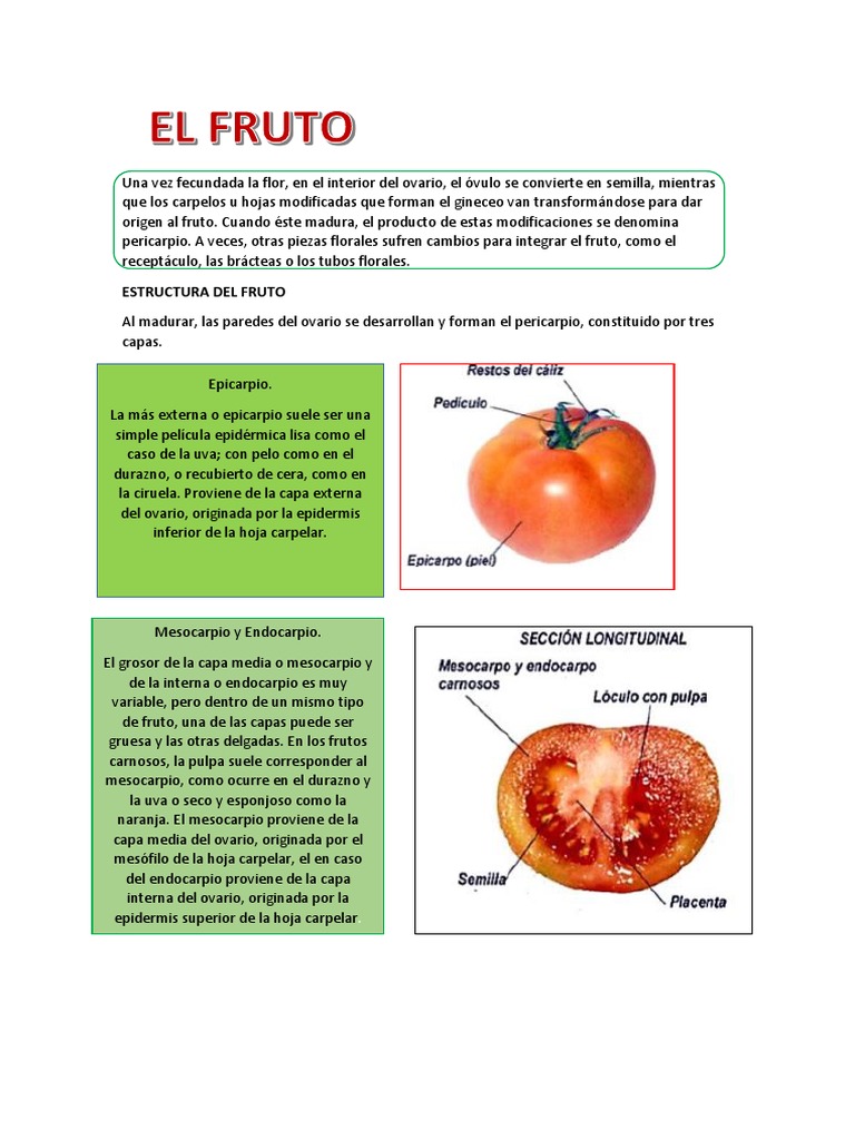EL FRUTO | Frutas | Flores