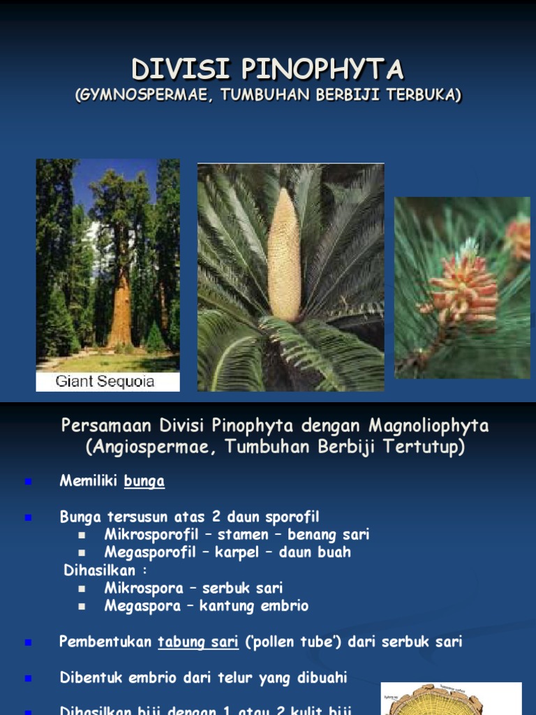 Divisi Pinophyta | PDF