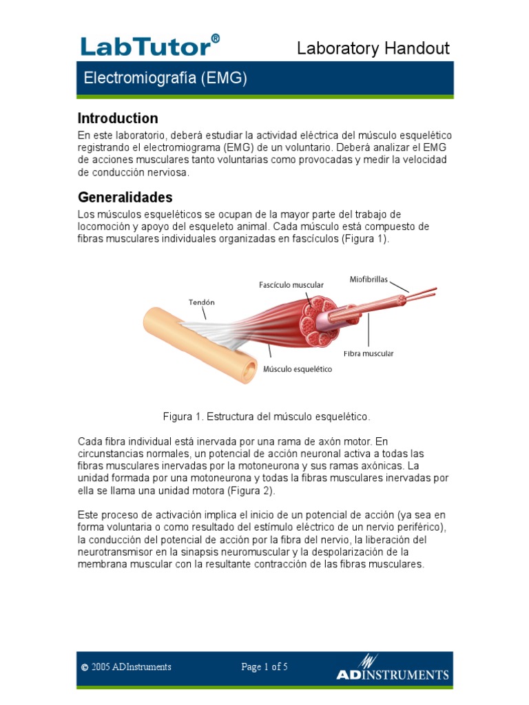 Electromyography (EMG) Laboratory Handout | PDF | Electromiografia ...