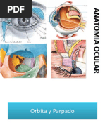 Anatomía de la Región Ciliar | PDF | Fluido cerebroespinal | Sistema ...