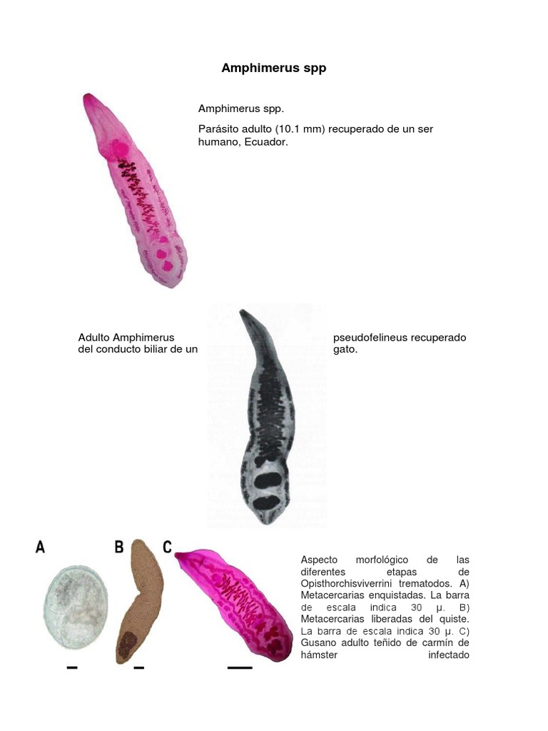 Amphimerus SPP | PDF | Bienestar | Medicina
