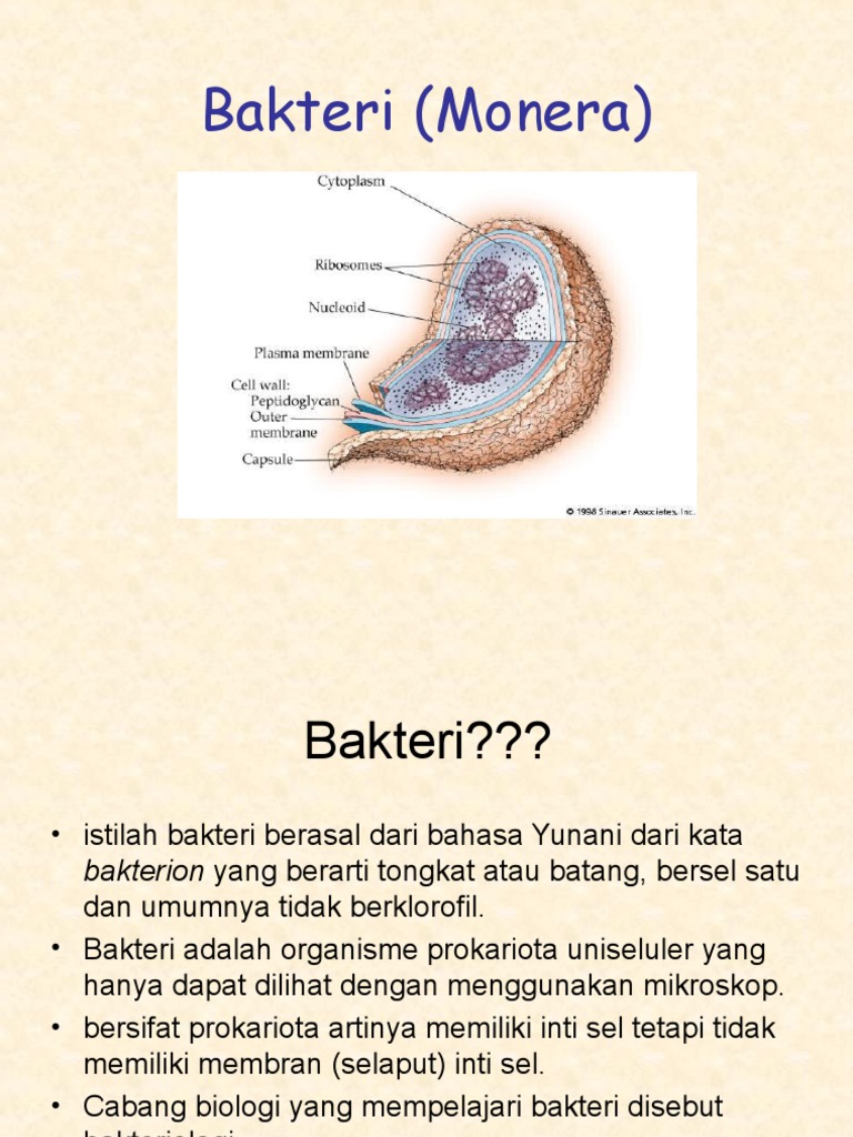 Bakteri Monera | PDF