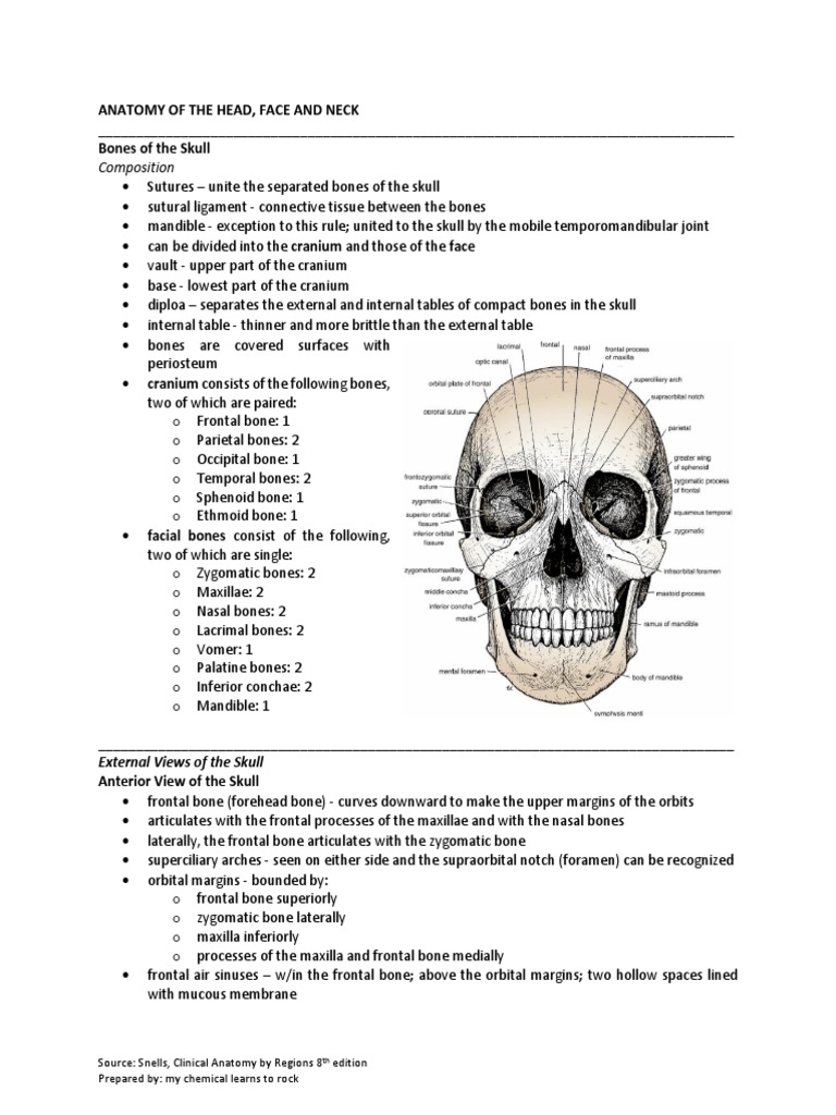 Anatomy of The Head | PDF | Skull | Common Carotid Artery
