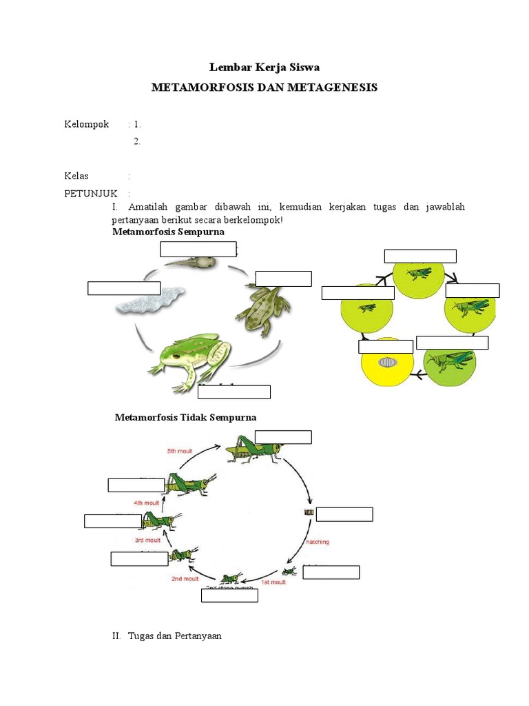 Metamorfosis Dan Metagenesis | PDF