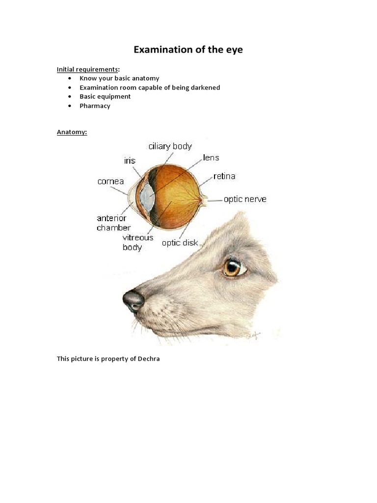 Eye Examination and Anatomy Overview | PDF | Human Eye | Cornea
