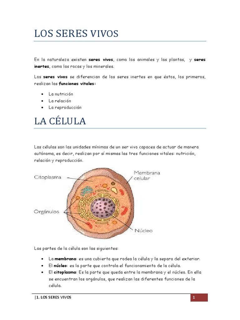Clasificación y características de seres vivos | PDF | Biología Celular ...
