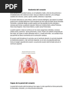 Función y Estructura de Valvas Semilunares | PDF | Circulación ...