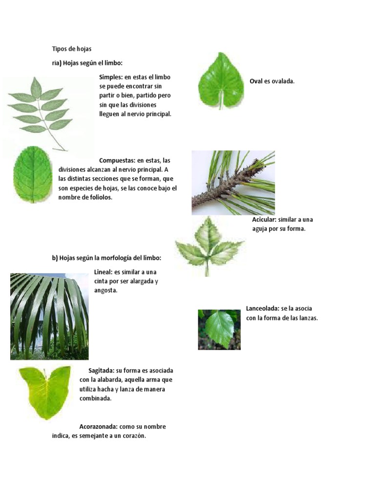 Tipos de Hojas | PDF