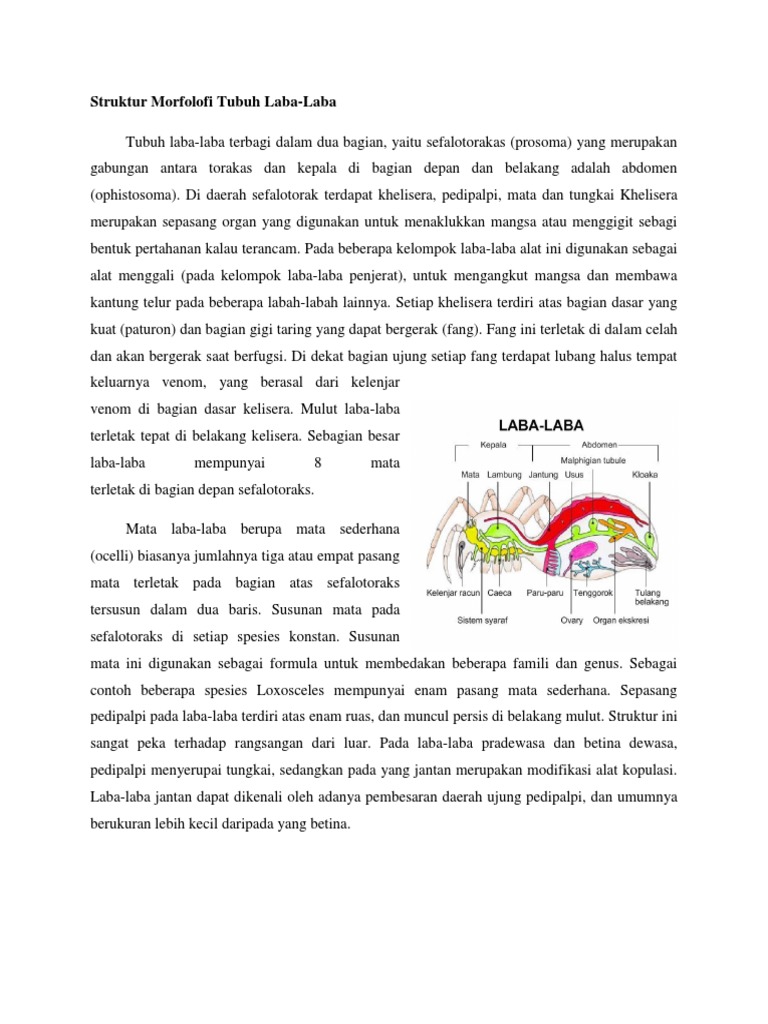Struktur Morfologi Tubuh Laba-Laba | PDF