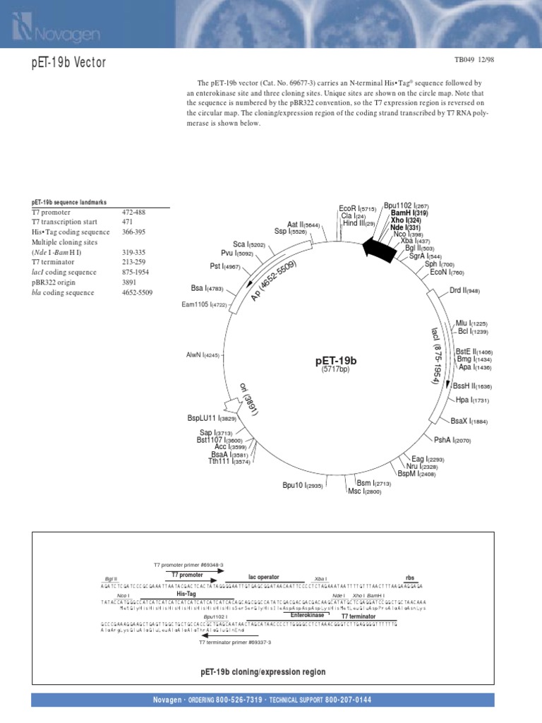 pET-19b Map | PDF | Gene Expression | Molecular Biology