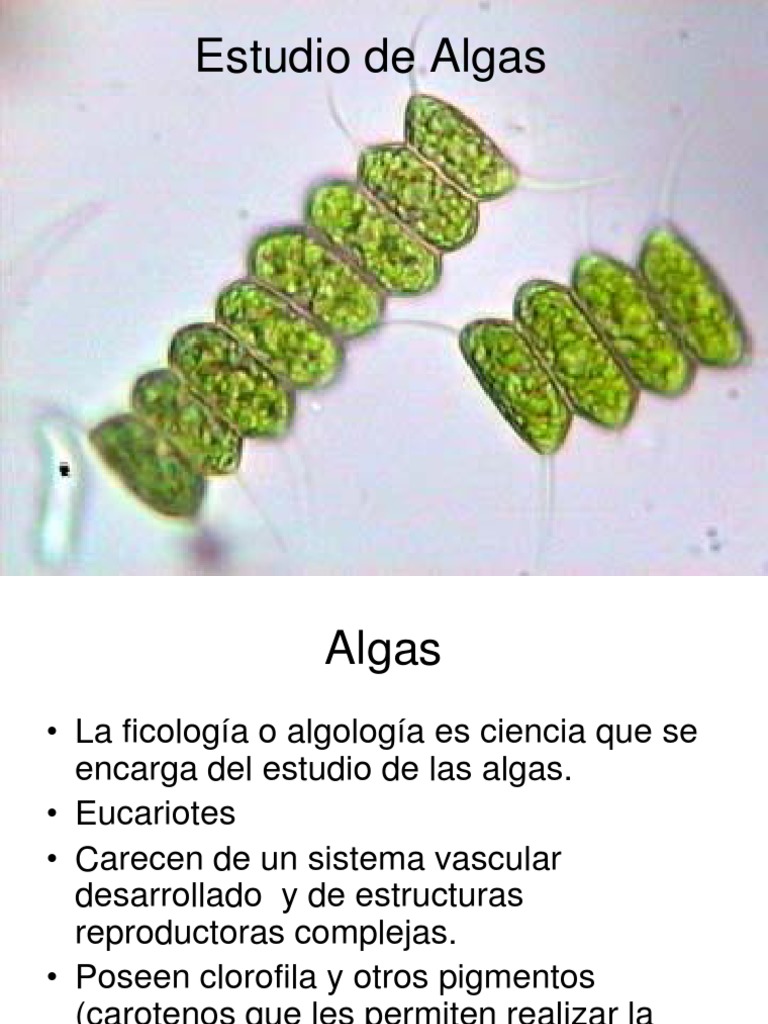 Estudio de Algas | Algas | Cloroplasto