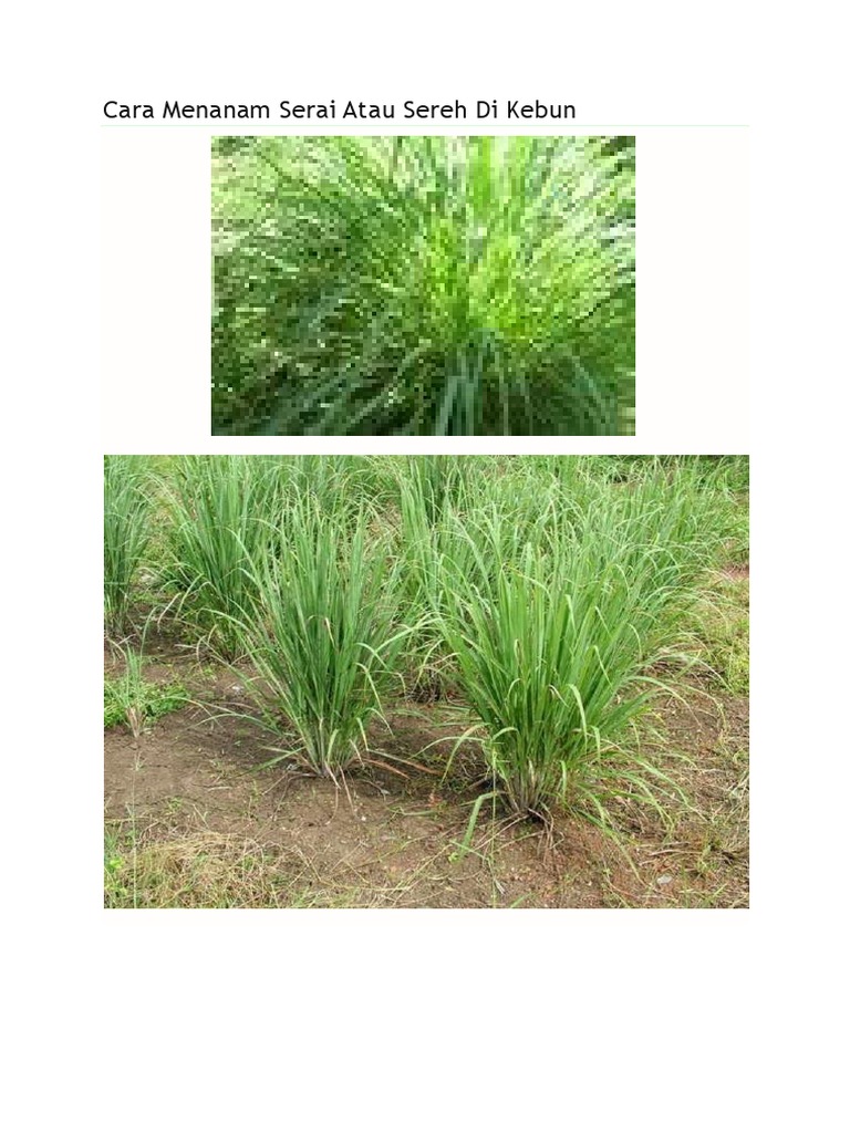 Cara Menanam Sereh WANGI Di Kebun | PDF