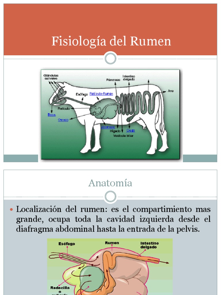 Fisiología Del Rumen | PDF | Rumiante | Science