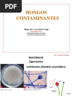 Estructura y características de células fúngicas | PDF | Biología ...