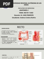 Colon Sigmoides | PDF | Intestino grueso | Recto