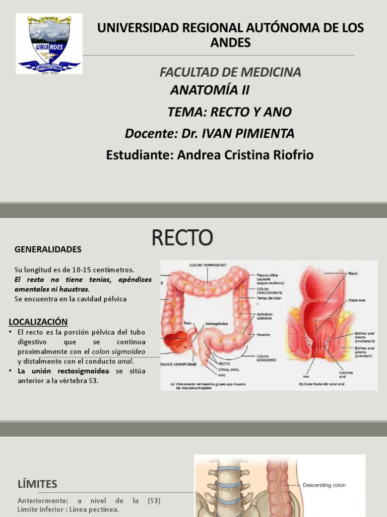 Anatomía del Recto y Ano | PDF | Recto | Pelvis