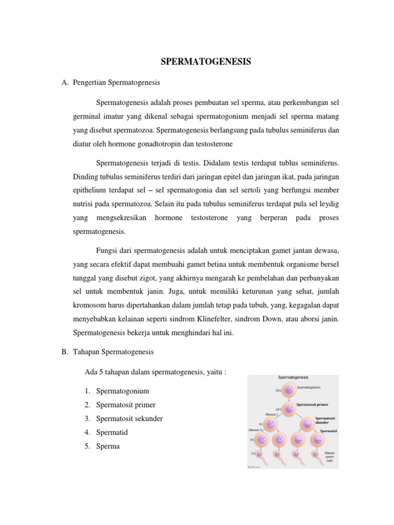 Spermatogenesis | PDF