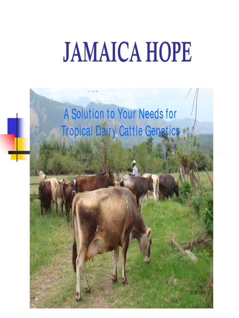 Jamaica Hope: Tropical Dairy Cattle Genetics | PDF