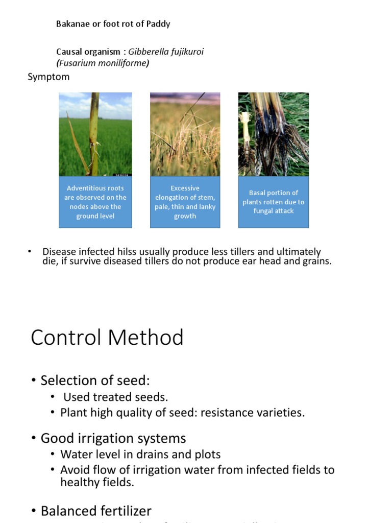 Foot Rot of Paddy | PDF