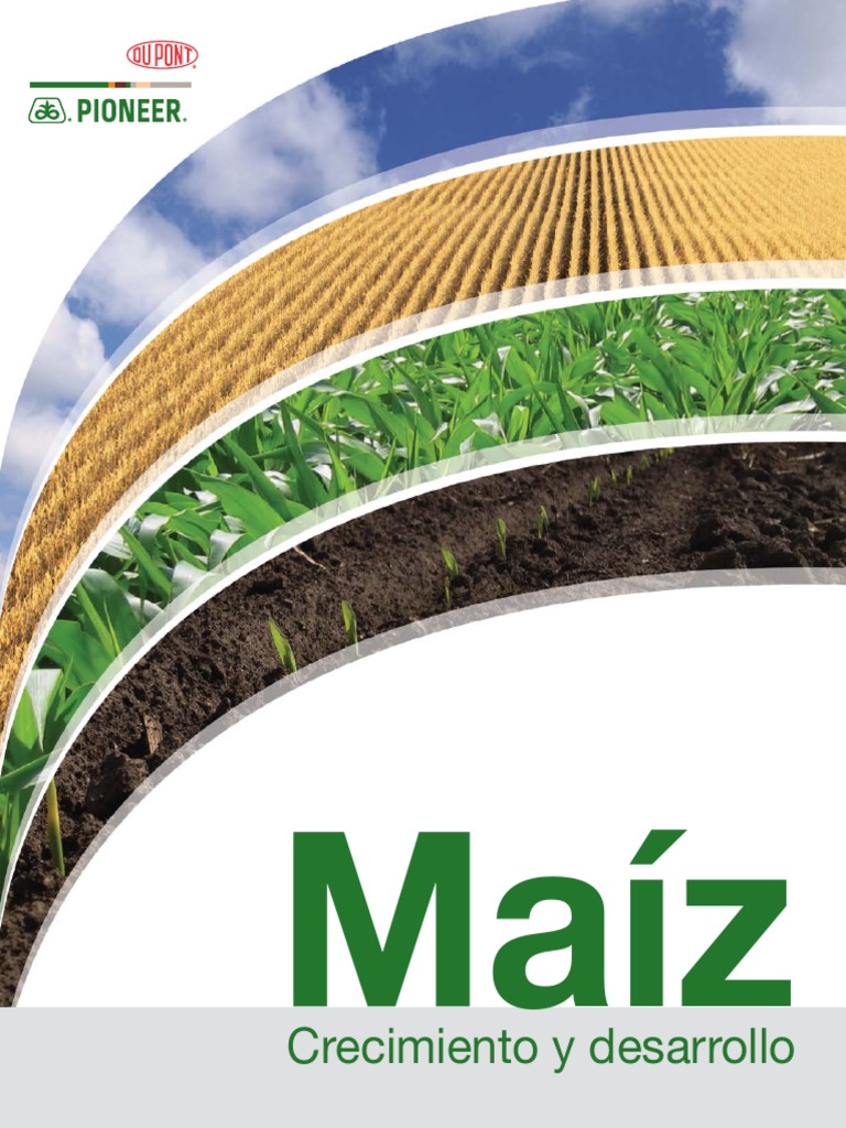 Corn Growth and Development Spanish Version PDF | PDF | Maíz | Raíz