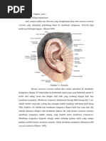 Anatomi Auricula dan Fungsinya | PDF