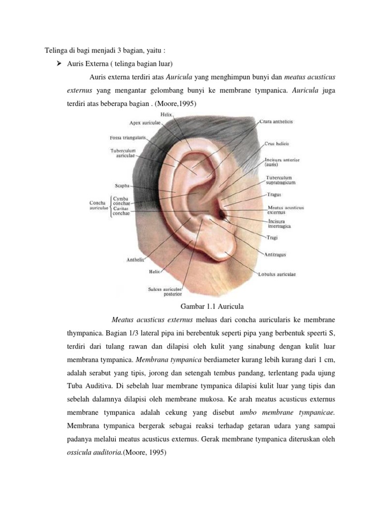 Anatomi Telinga: Auris Externa dan Media | PDF