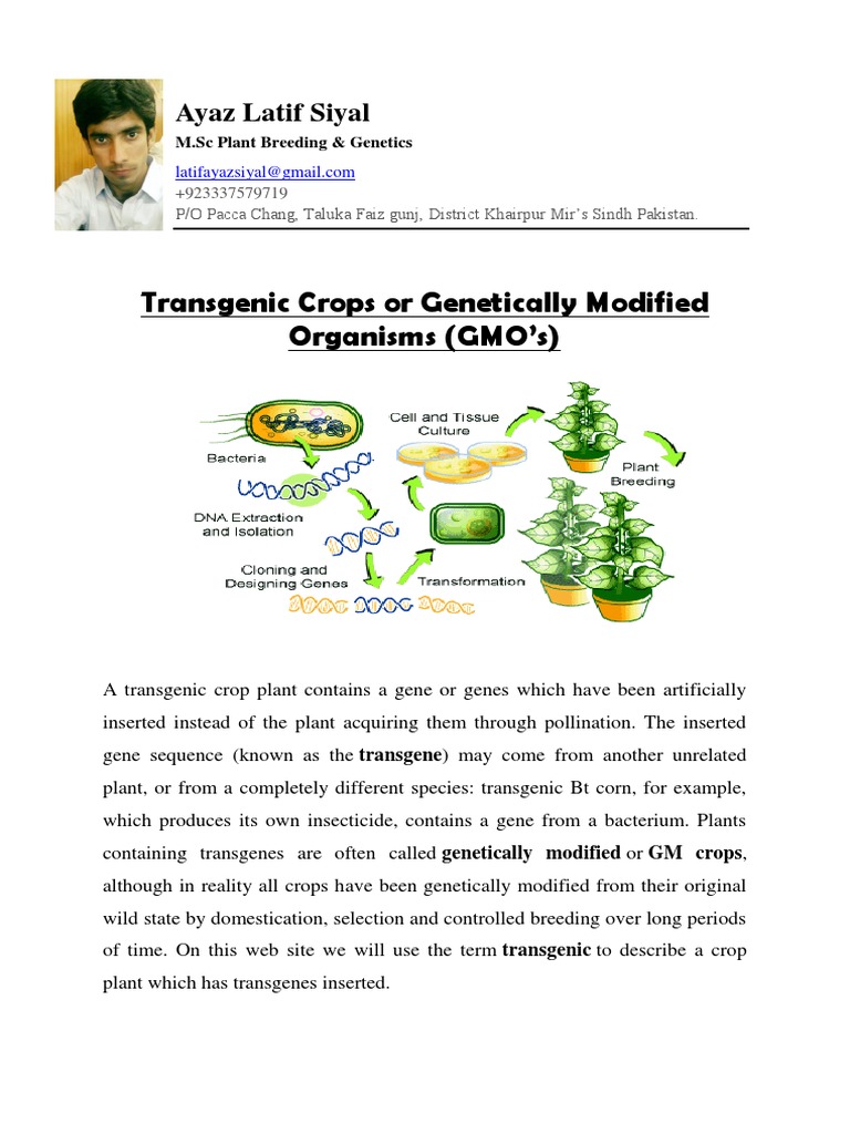 Understanding Transgenic Crops and GMOs | PDF | Genetically Modified ...